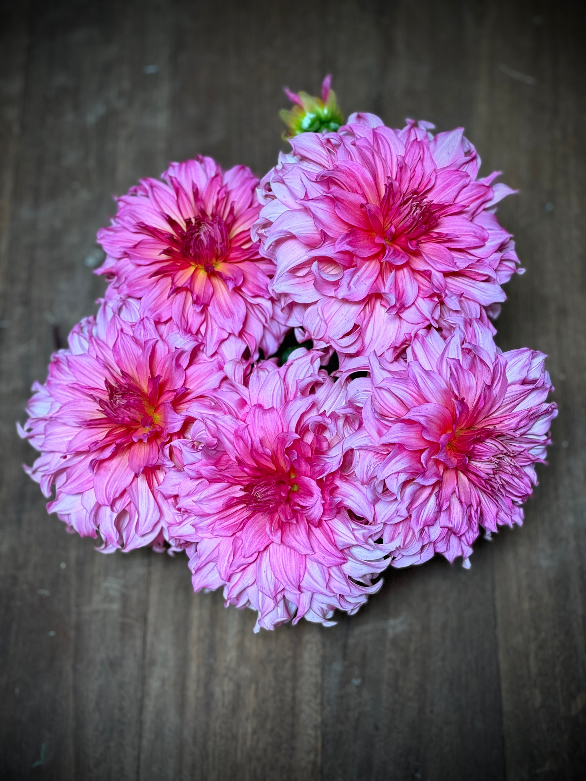 Islander – Southern Highlands Flower Farm