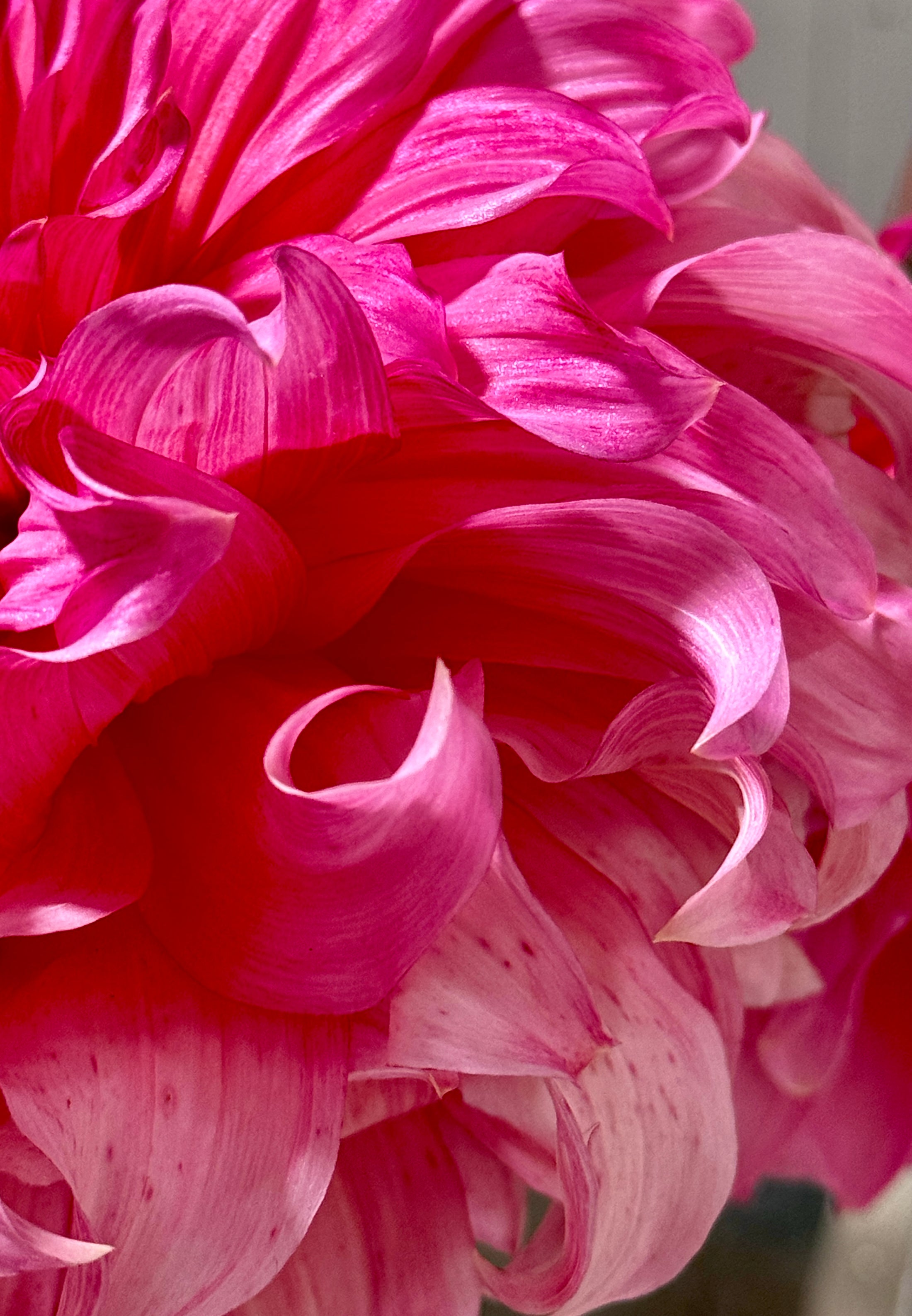 Islander – Southern Highlands Flower Farm