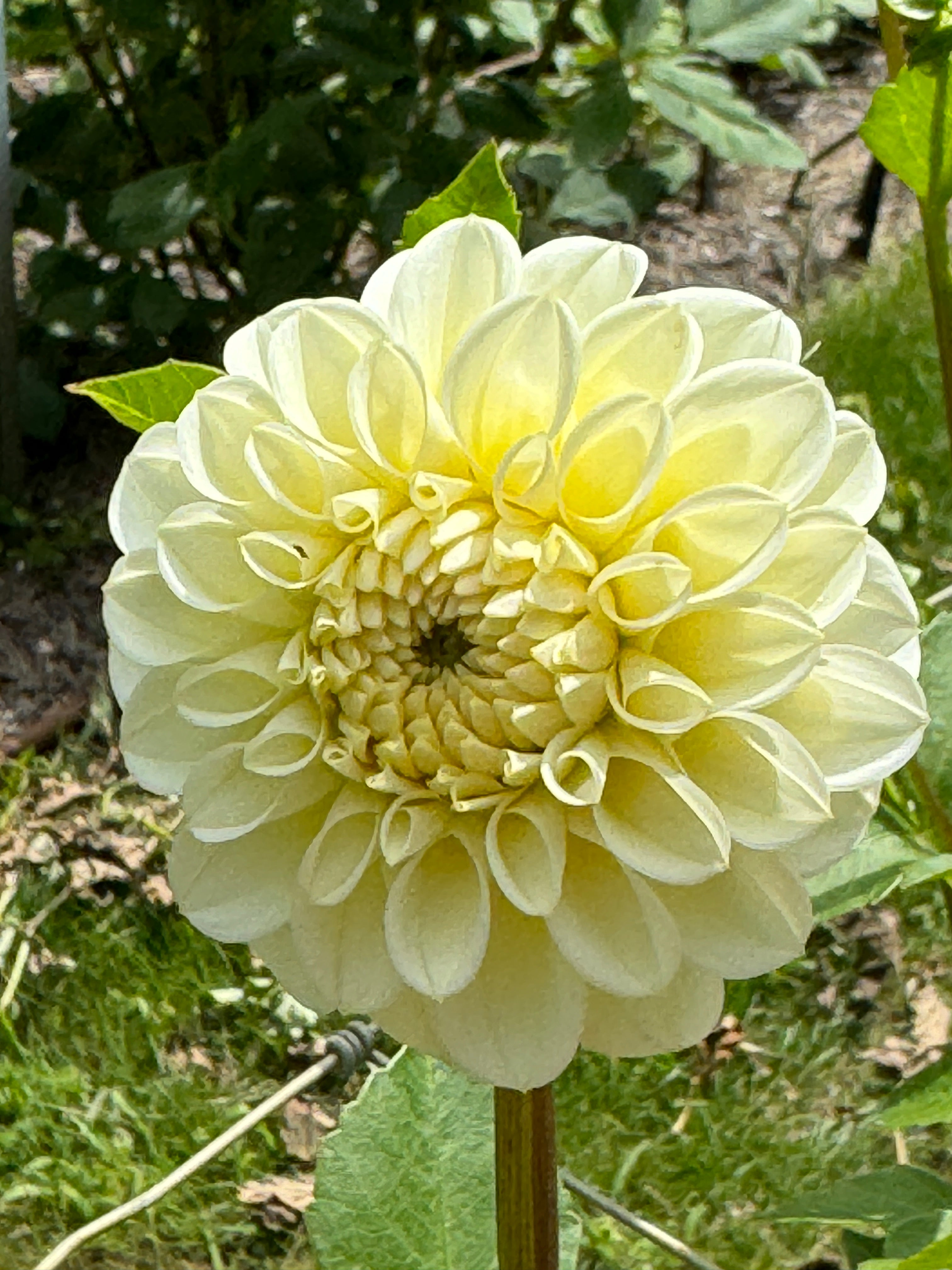 Ivory Gem – Southern Highlands Flower Farm