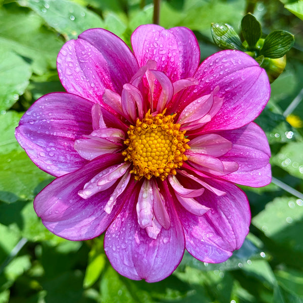 Jeanette Thompson (N/A) – Southern Highlands Flower Farm