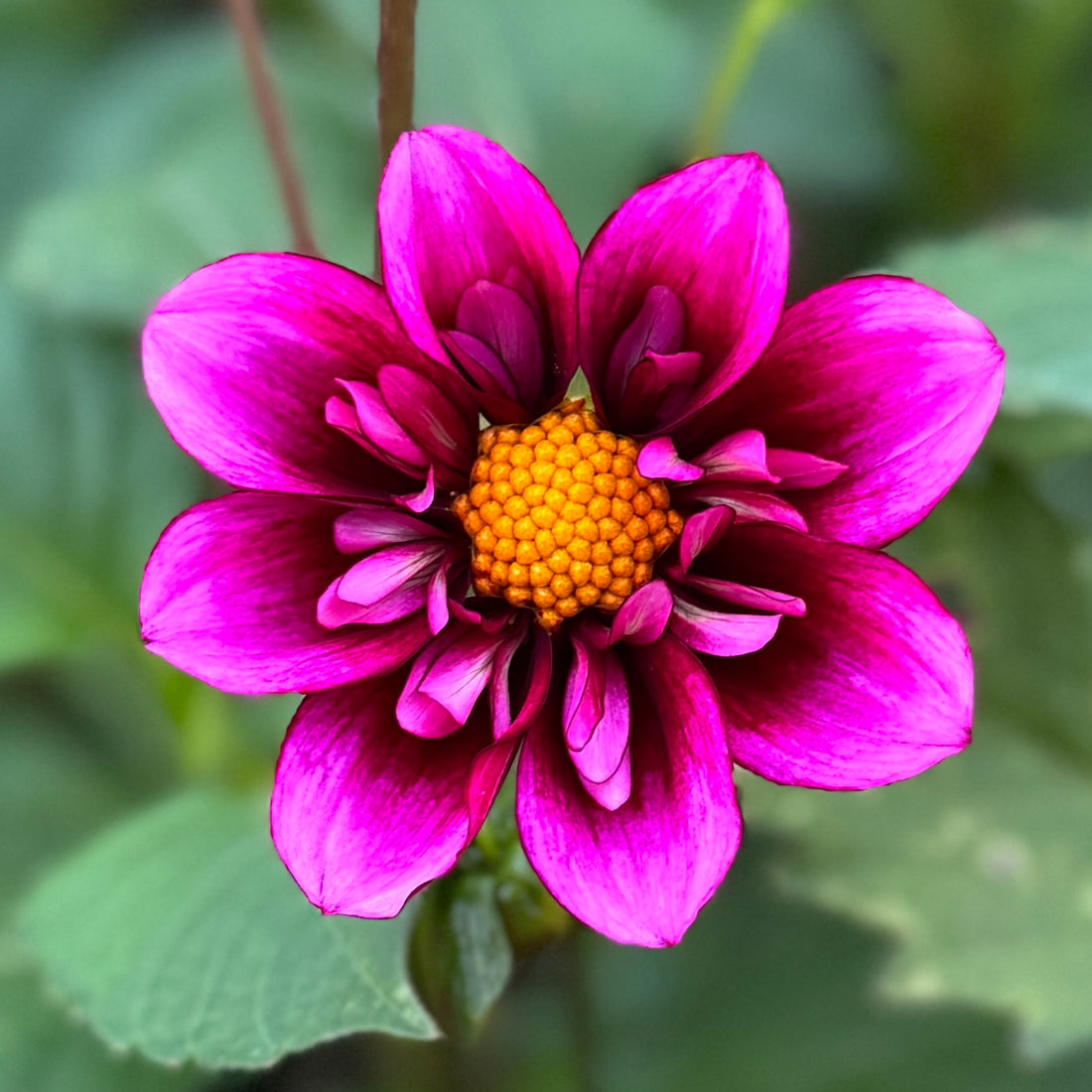 Jeanette Thompson (N/A) – Southern Highlands Flower Farm