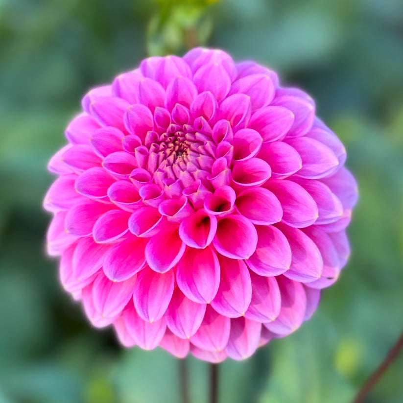 Jenny's Treasure – Southern Highlands Flower Farm