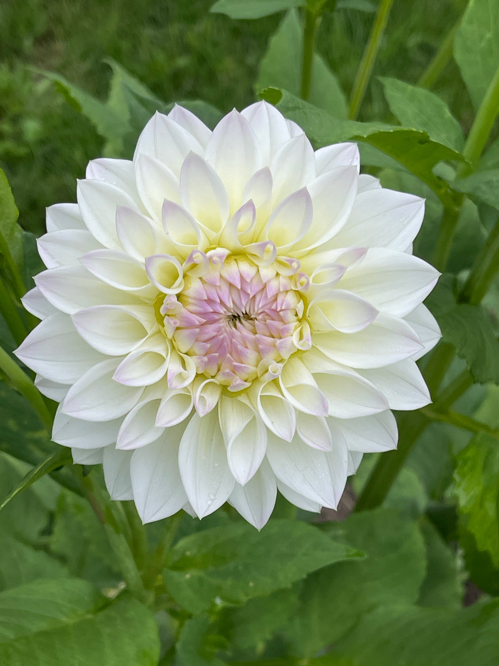 Kari – Southern Highlands Flower Farm