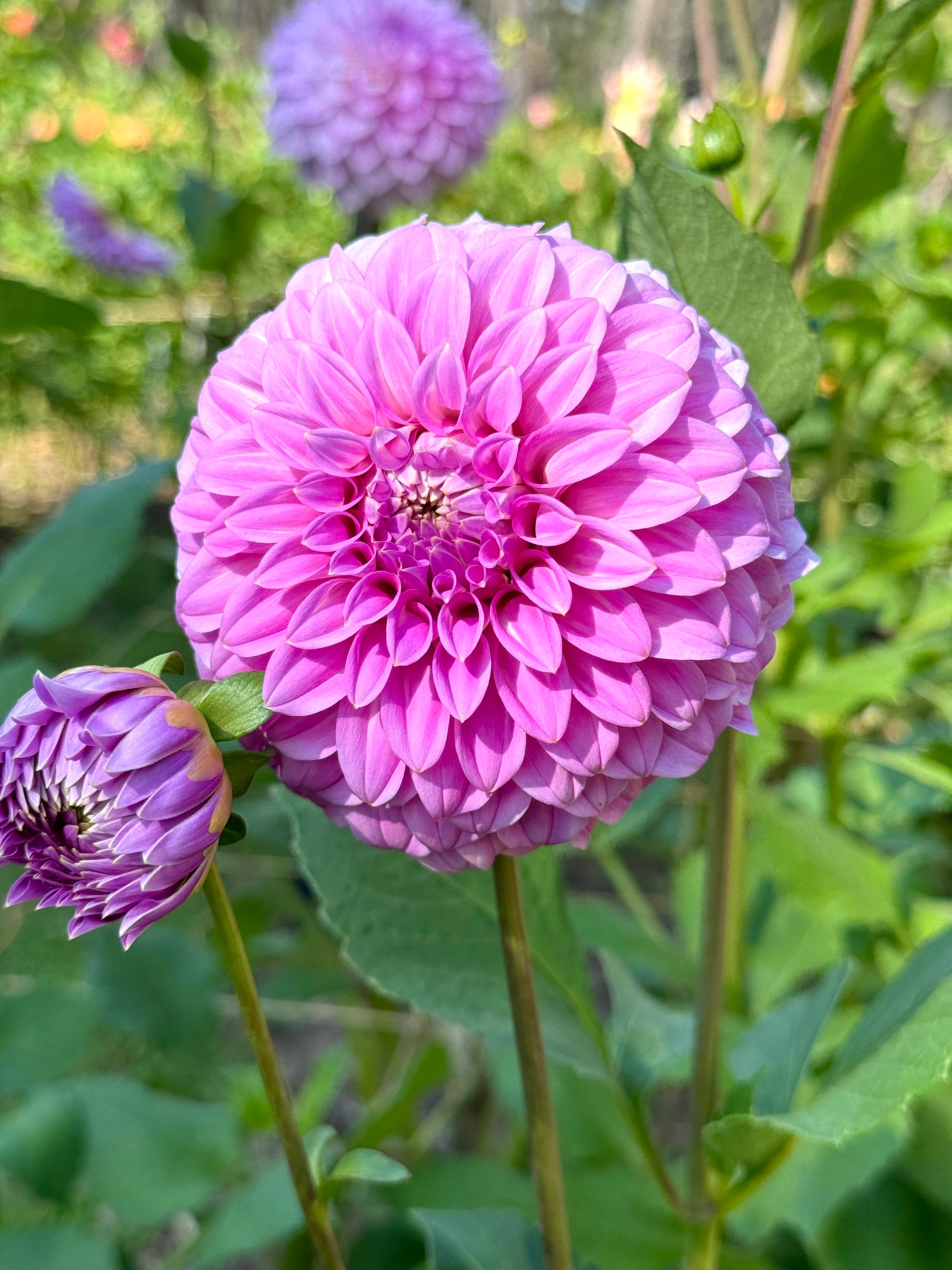 Kenora Tonya – Southern Highlands Flower Farm