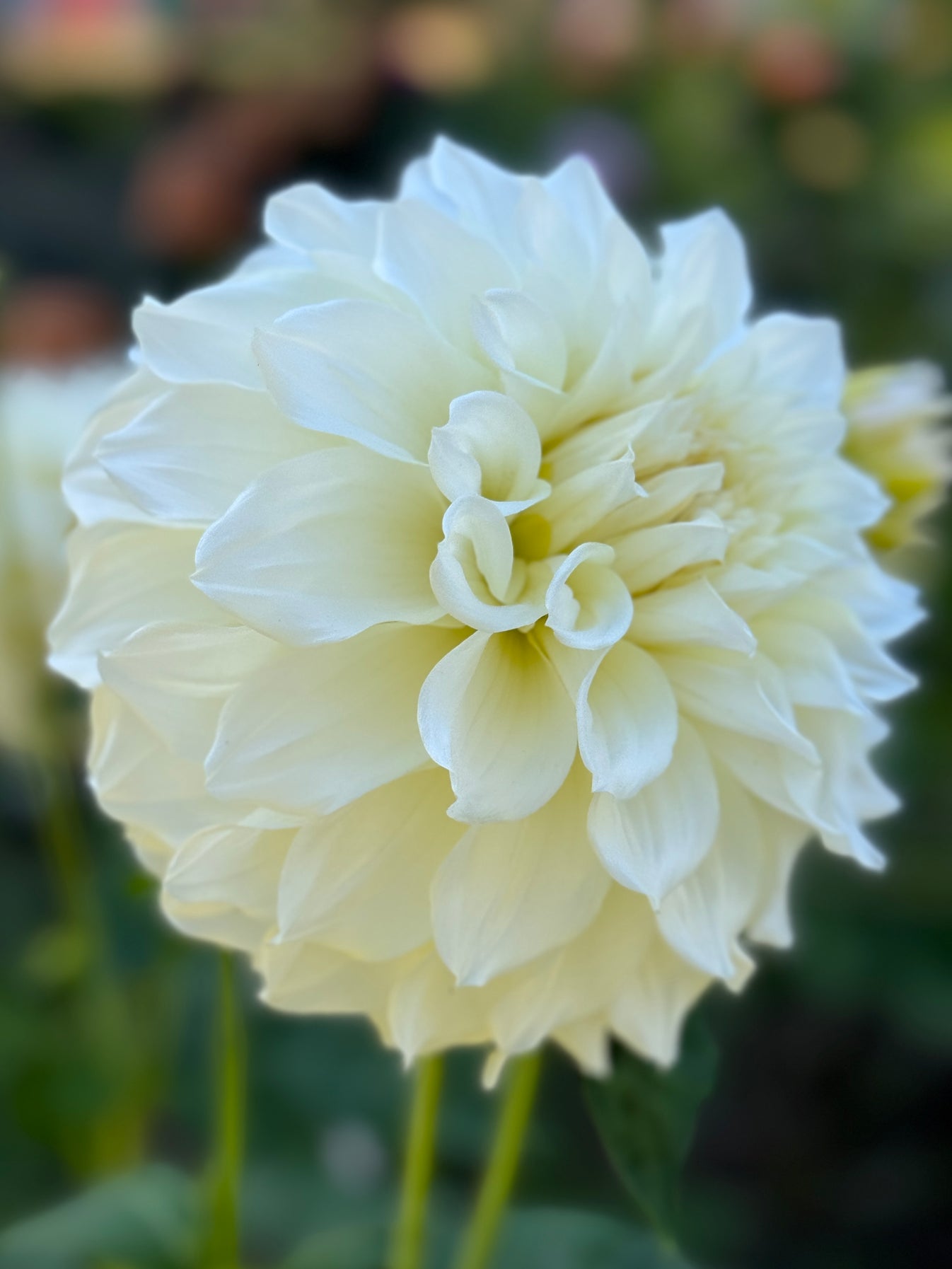 Kotare Buttermilk – Southern Highlands Flower Farm