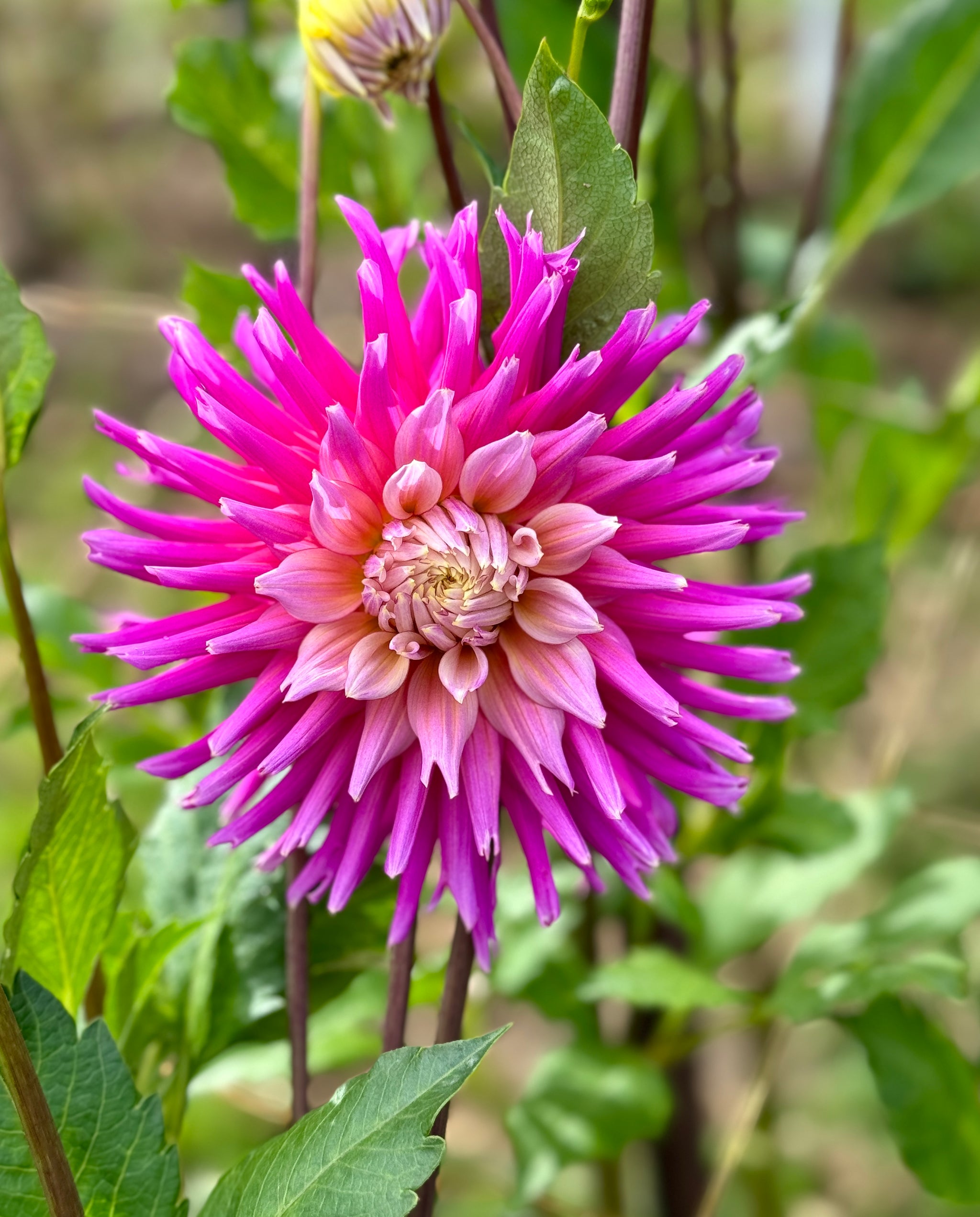 Lavender Frills – Southern Highlands Flower Farm