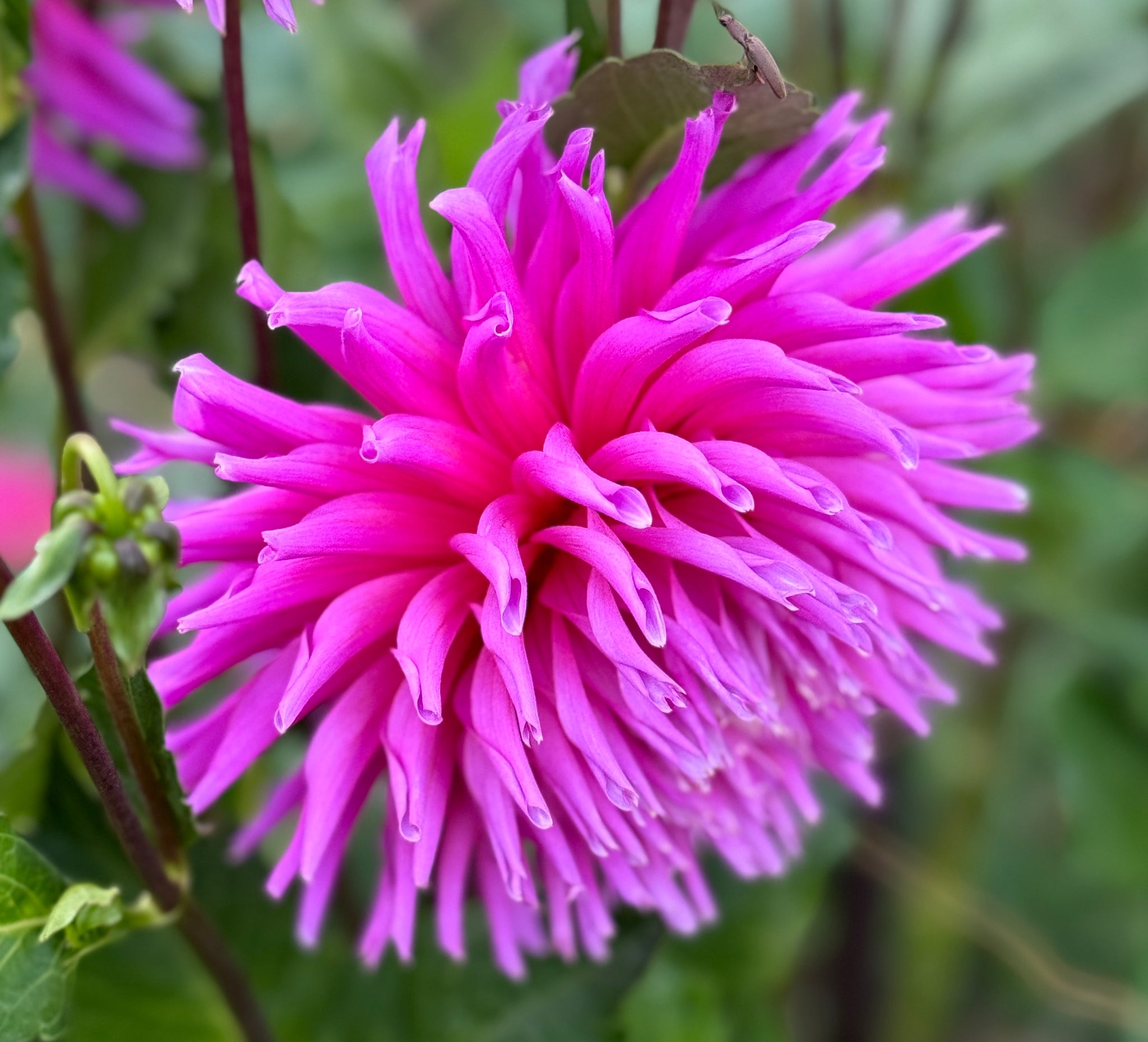 Lavender Frills – Southern Highlands Flower Farm