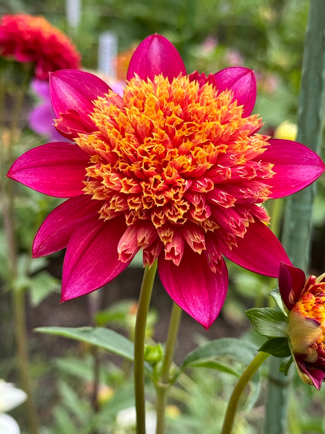 Dahlias - Anemone – Southern Highlands Flower Farm