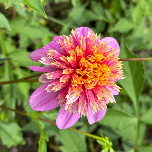 Mexico – Southern Highlands Flower Farm