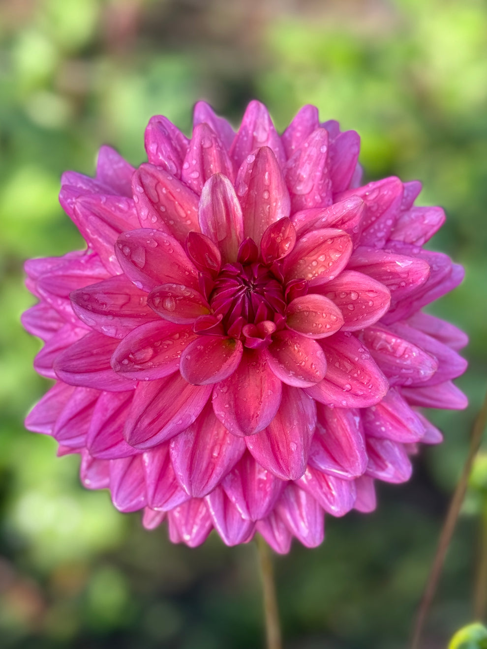 Mienna Grace – Southern Highlands Flower Farm
