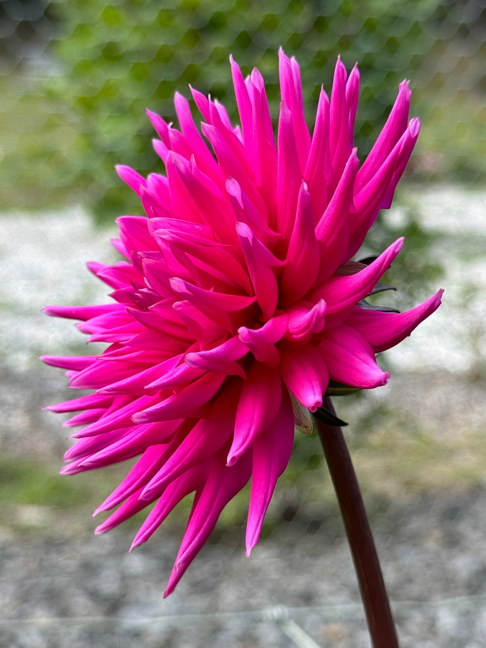 Neon Rose – Southern Highlands Flower Farm