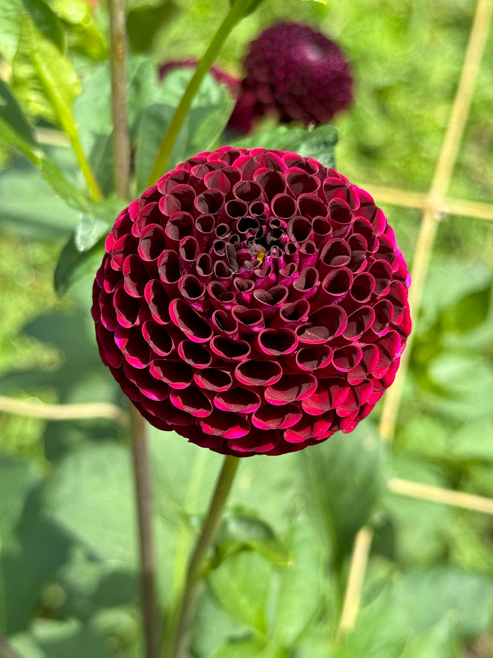 Nero – Southern Highlands Flower Farm