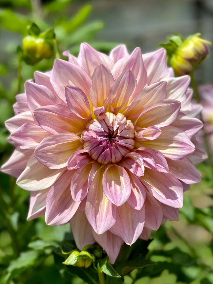 Dahlias - Giant Decorative – Southern Highlands Flower Farm