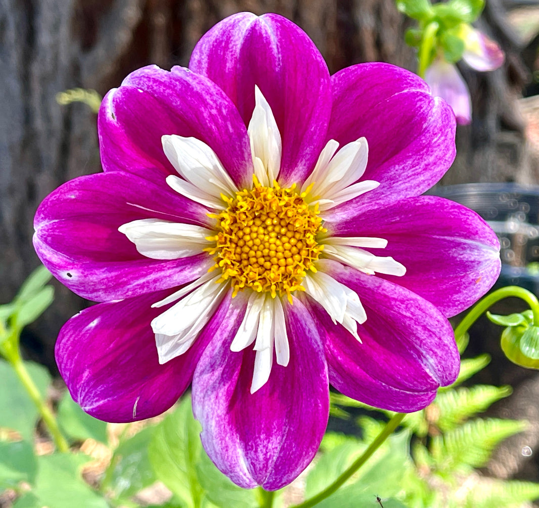 Dahlias - Collarette – Southern Highlands Flower Farm