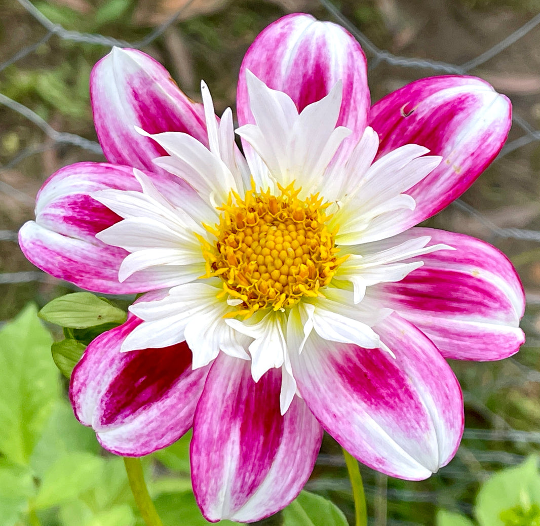 Dahlias - Collarette – Southern Highlands Flower Farm