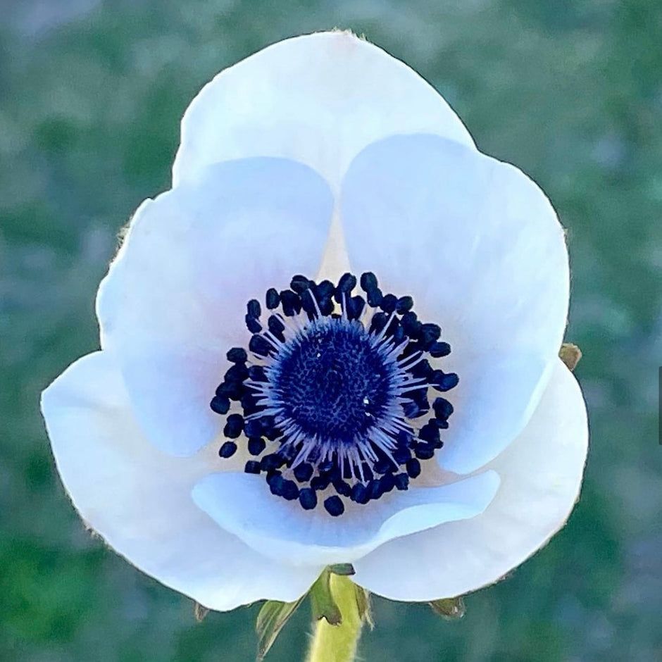 Ranunculus Corms – Southern Highlands Flower Farm