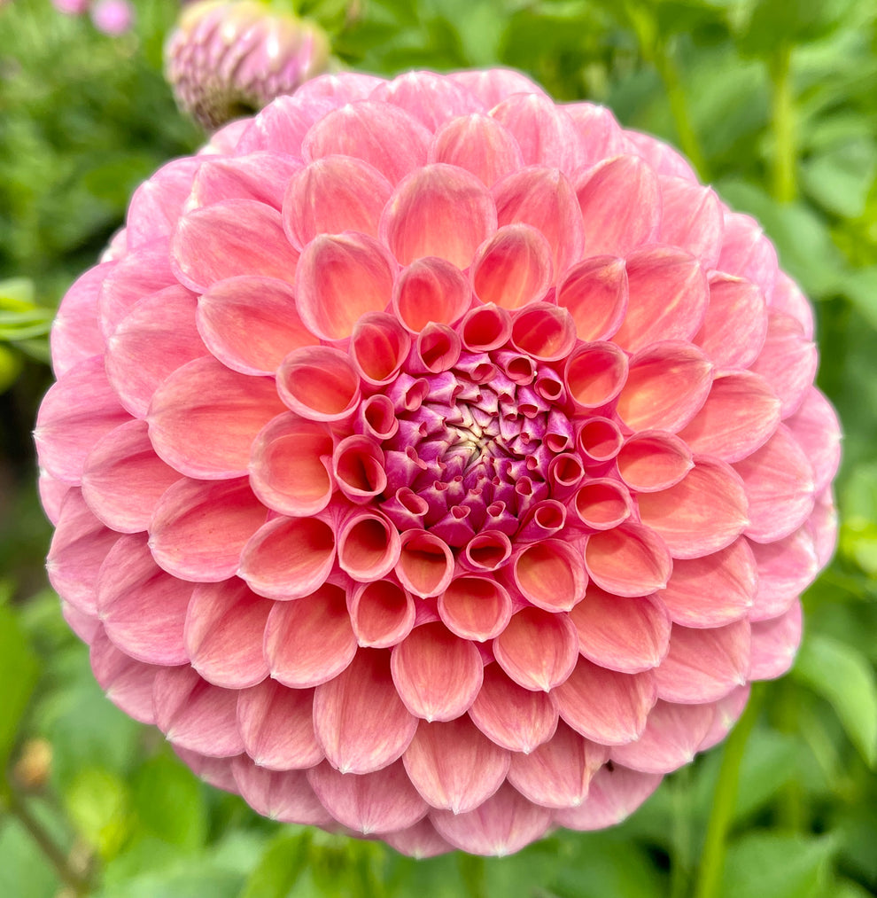 Sport of Glenmarc Sophie – Southern Highlands Flower Farm