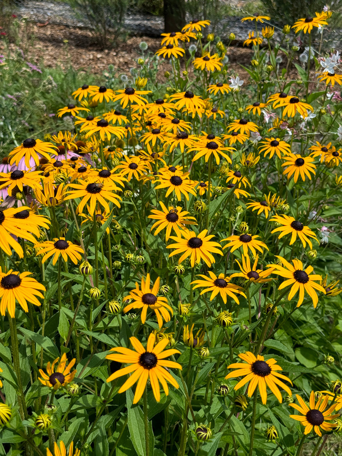 Rudbeckia Seed Mix – Southern Highlands Flower Farm