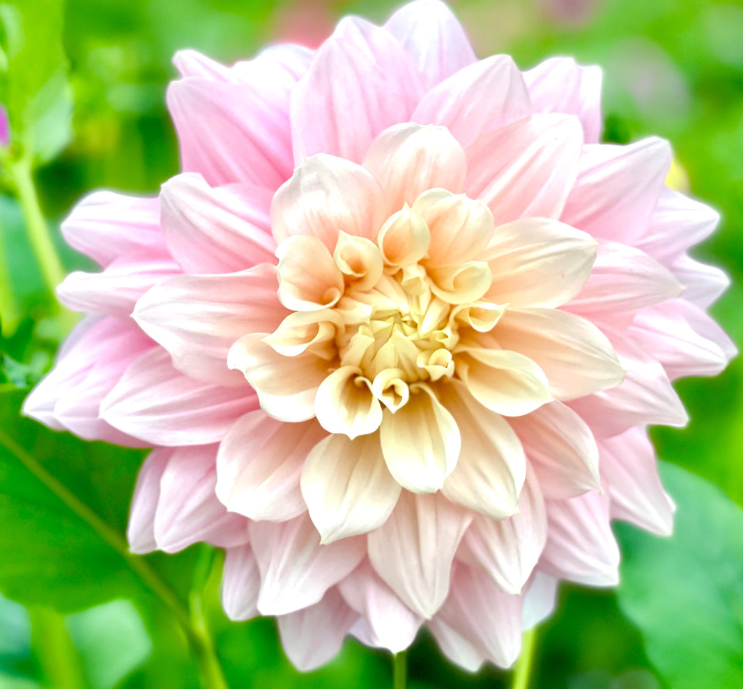 Dahlias - Large Decorative – Southern Highlands Flower Farm