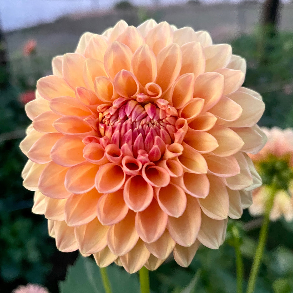 Dahlias - Medium Decorative – Southern Highlands Flower Farm
