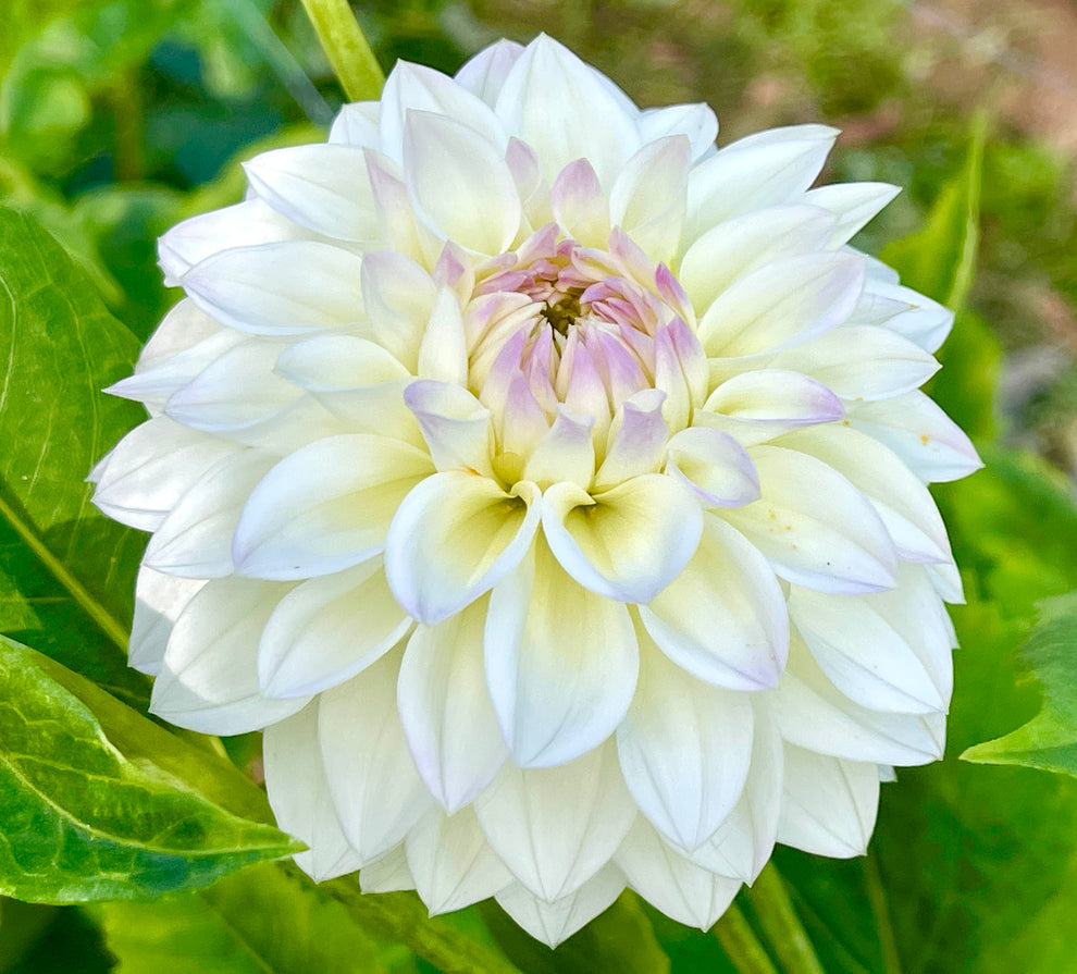 Puck – Southern Highlands Flower Farm