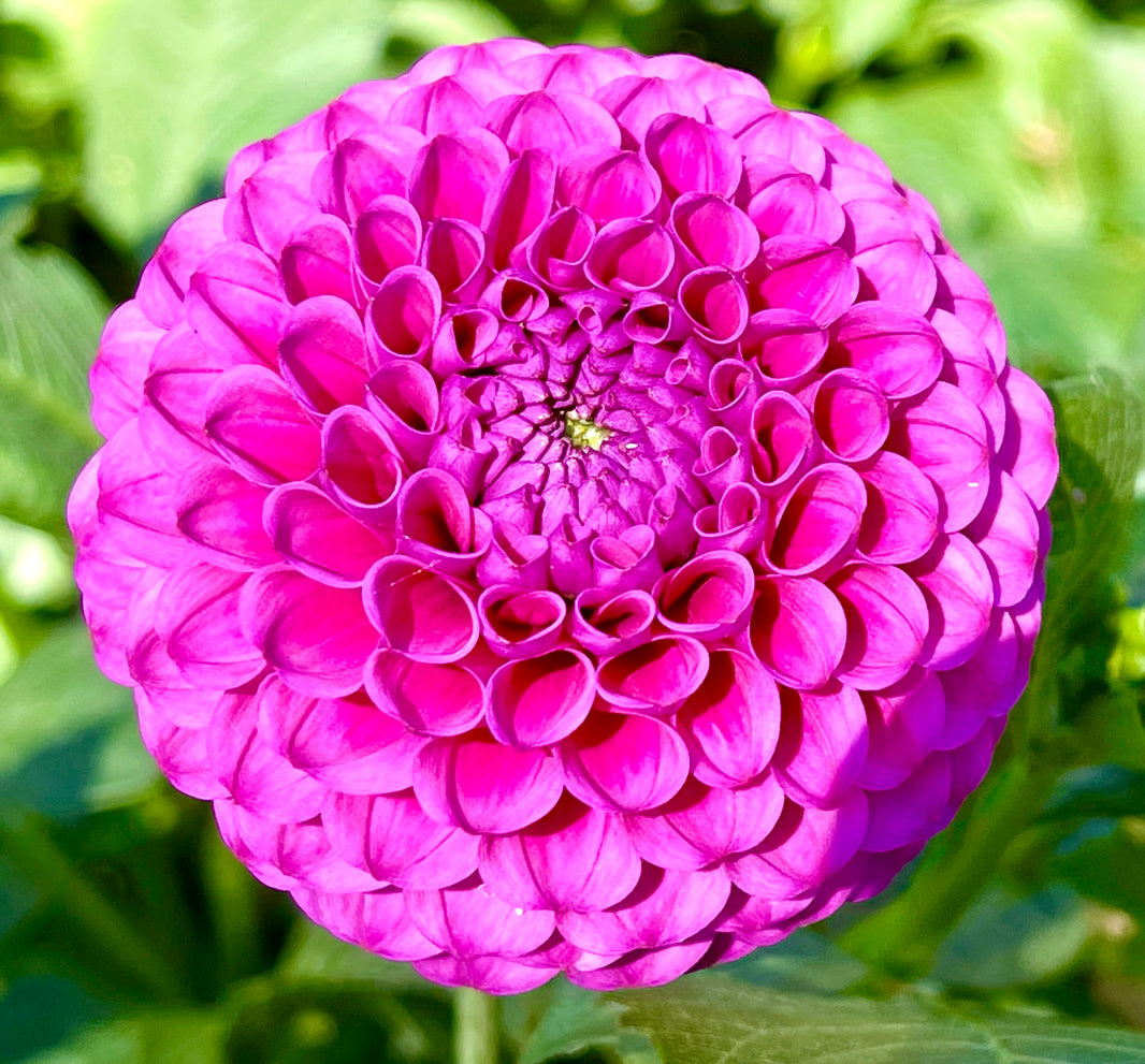 Dahlias - Pompon – Southern Highlands Flower Farm