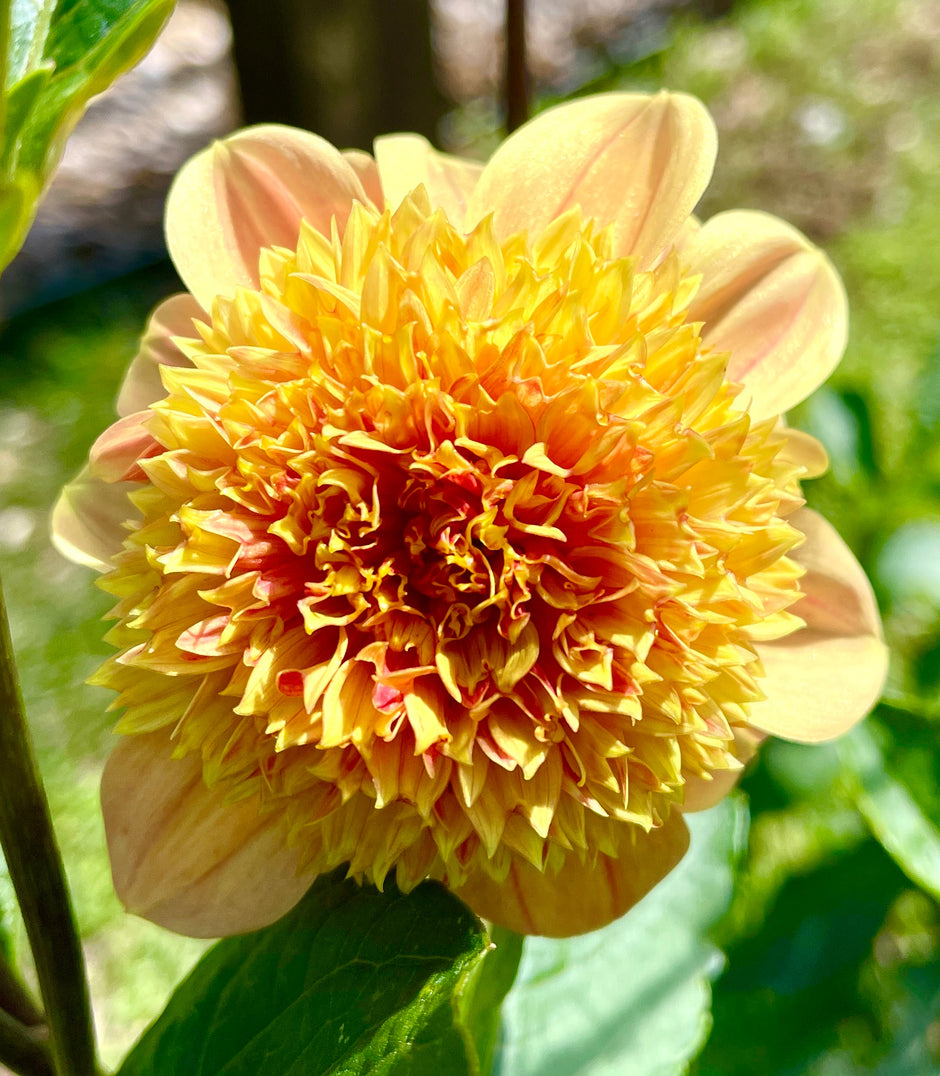 Dahlias - Anemone – Southern Highlands Flower Farm