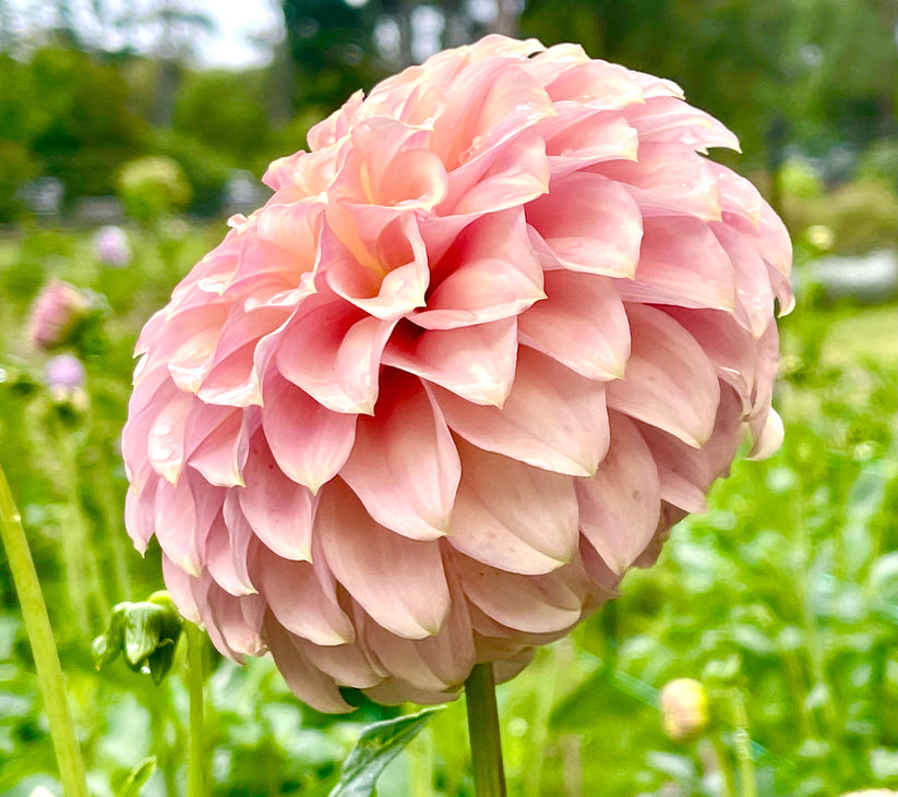 Coorabell Astrid – Southern Highlands Flower Farm