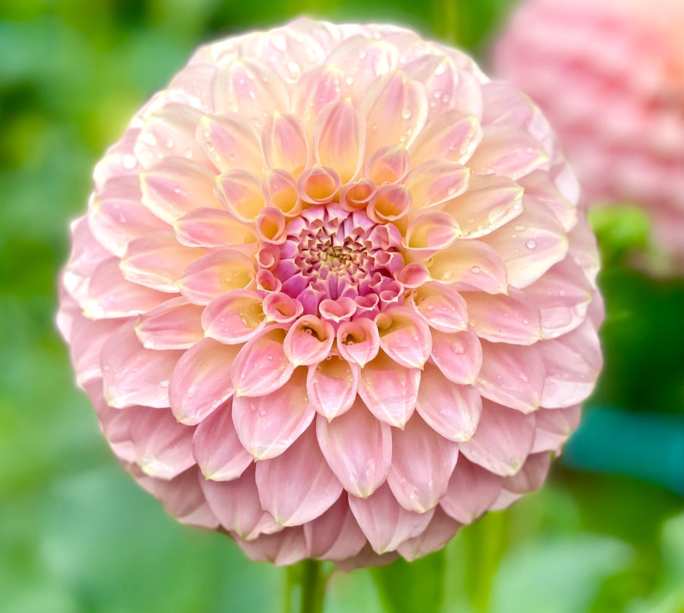 Coorabell Astrid – Southern Highlands Flower Farm