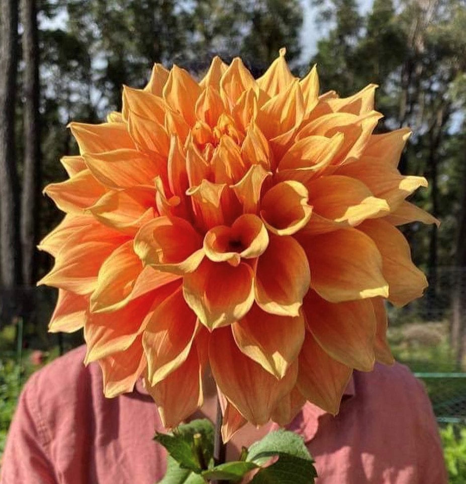 Winkie Whopper – Southern Highlands Flower Farm