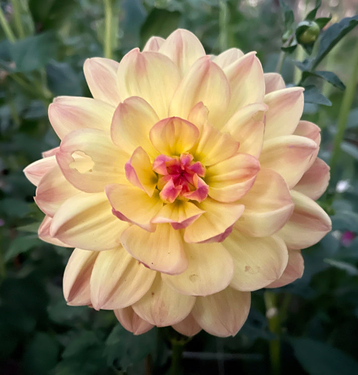 Bracken Lorelei – Southern Highlands Flower Farm