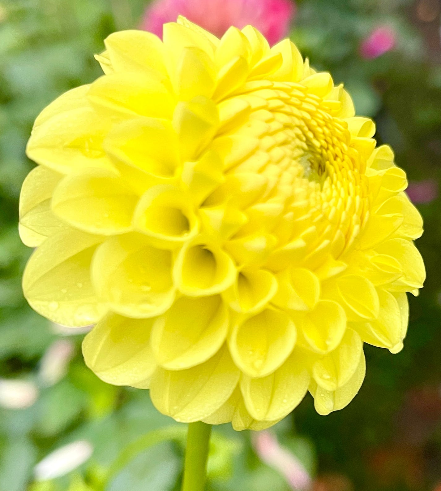 Ryecroft Wizard – Southern Highlands Flower Farm