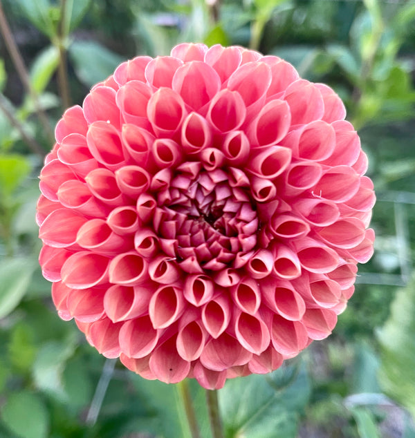 Sheila – Southern Highlands Flower Farm