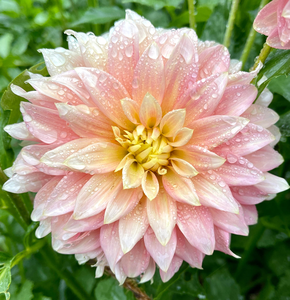 Cliff's Salmon – Southern Highlands Flower Farm