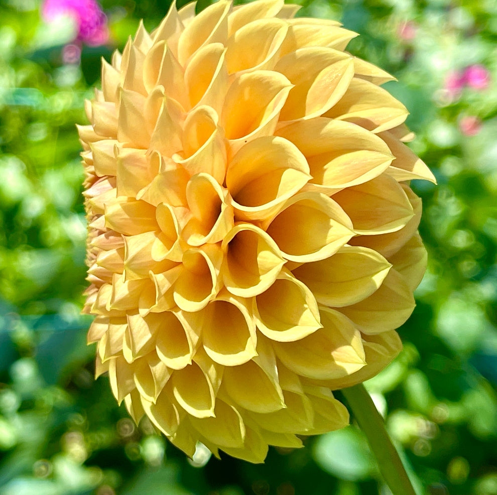 Formby Crest – Southern Highlands Flower Farm