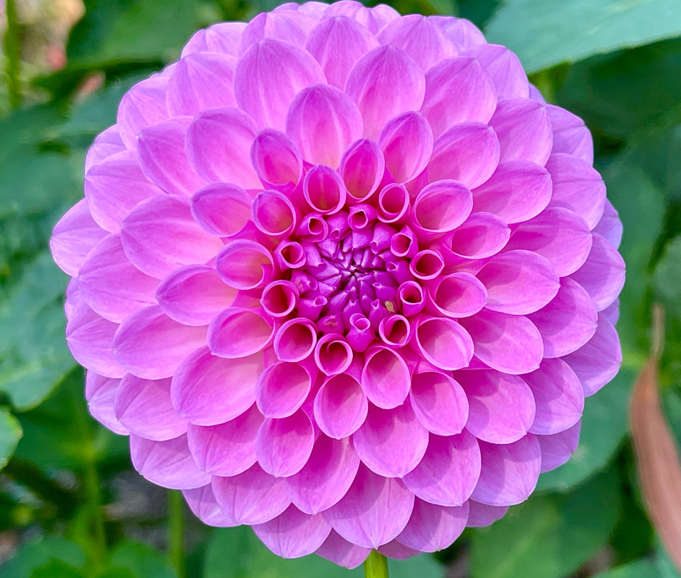 Brooks Josh – Southern Highlands Flower Farm