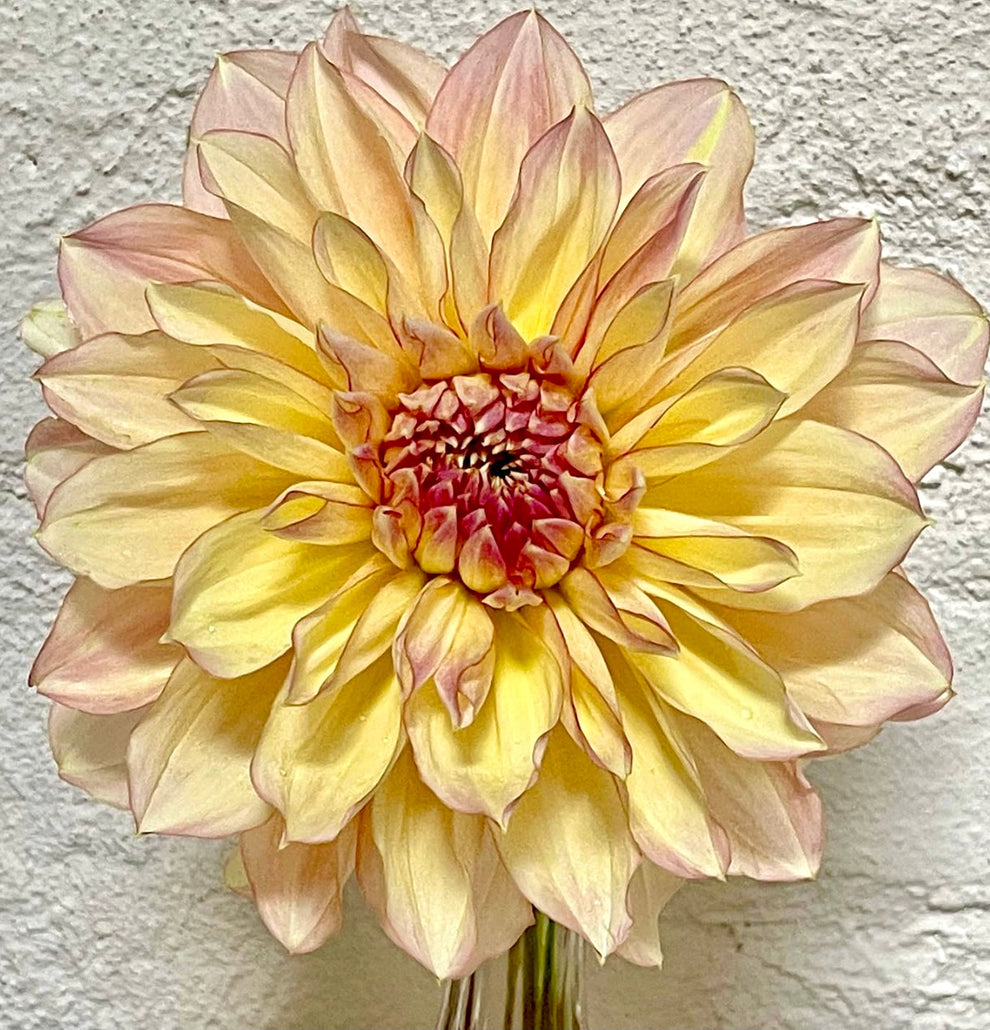 Kotara – Southern Highlands Flower Farm