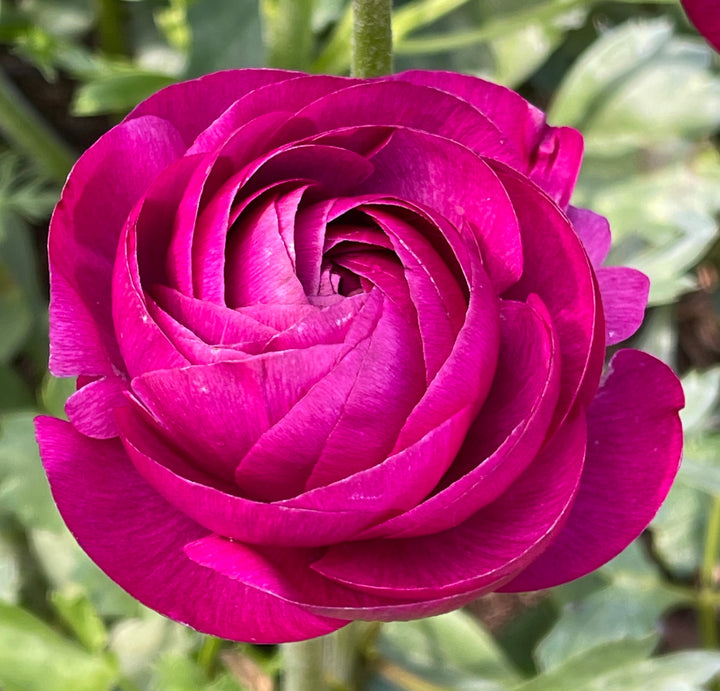 Ranunculus Corms – Southern Highlands Flower Farm