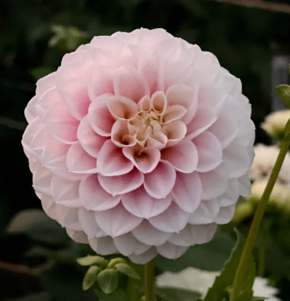 Powderpuff – Southern Highlands Flower Farm