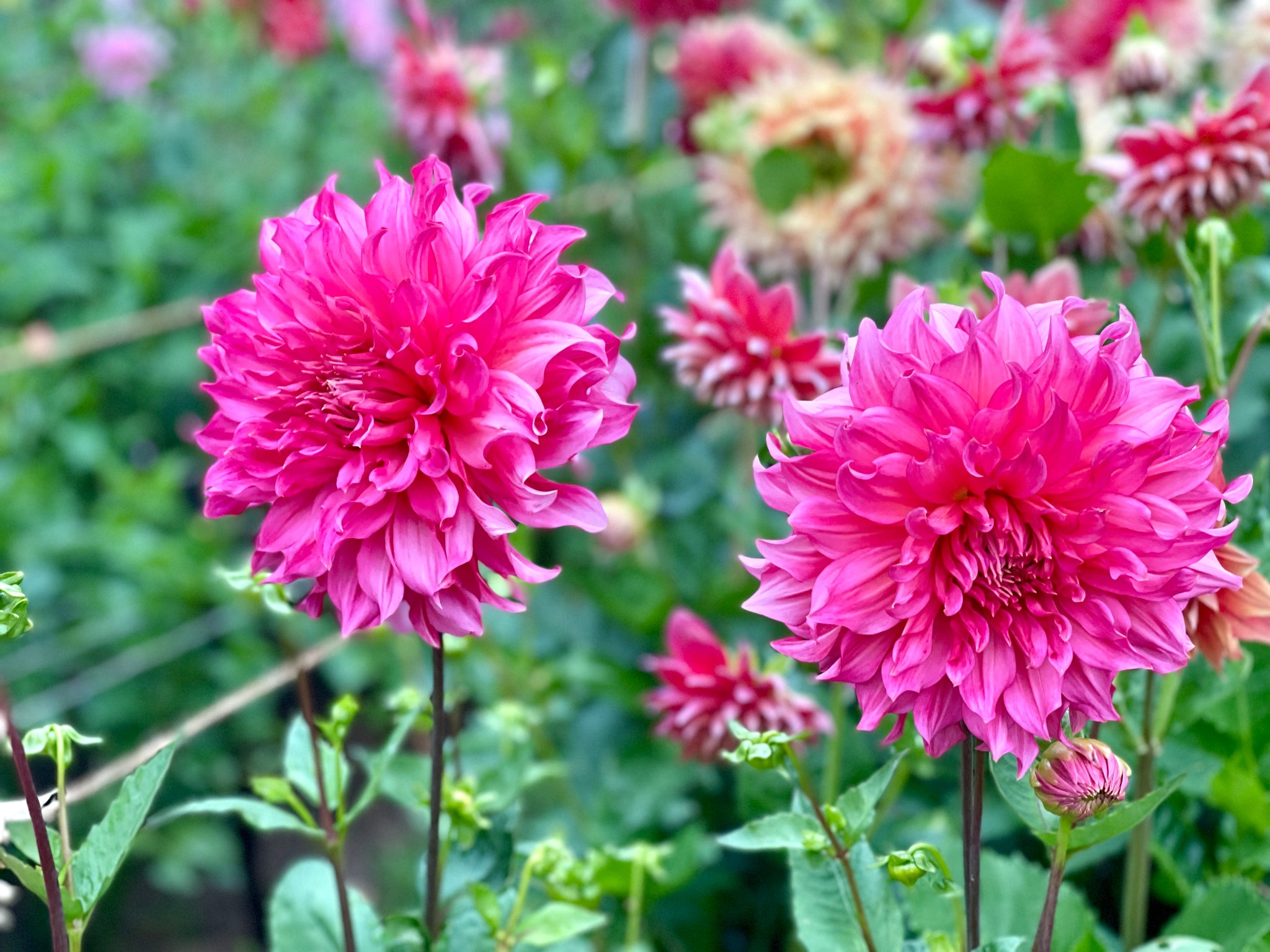 Islander – Southern Highlands Flower Farm