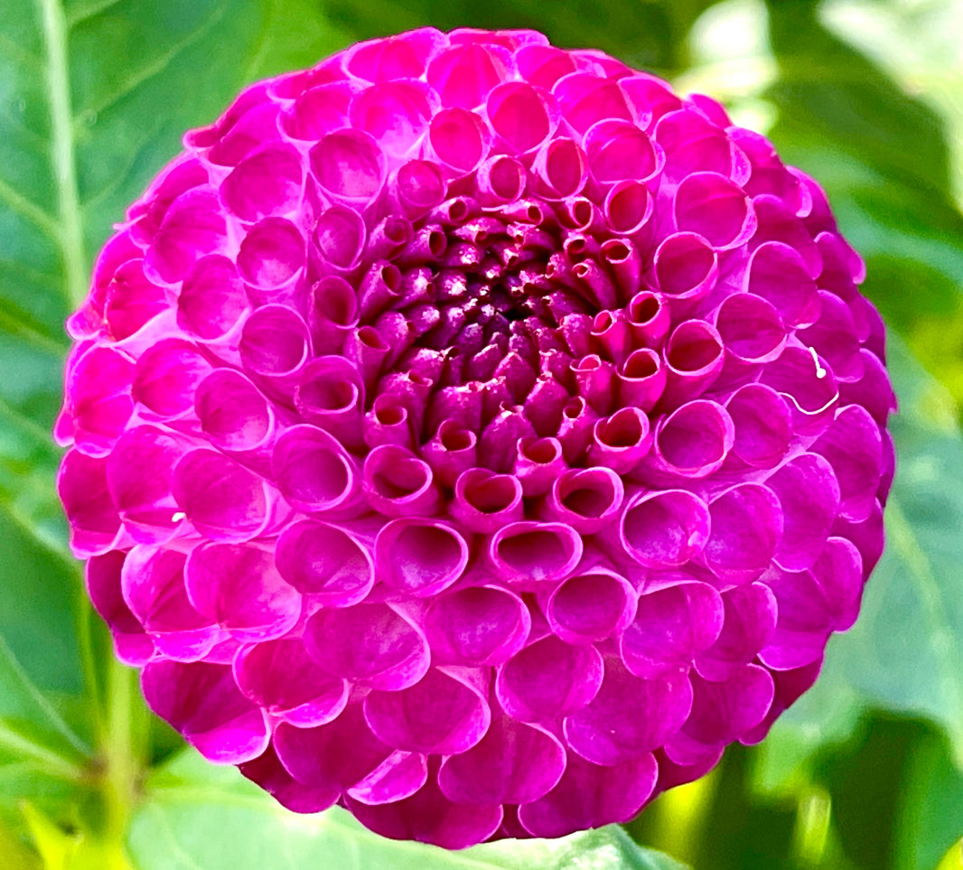 Dahlias - Pompon – Southern Highlands Flower Farm