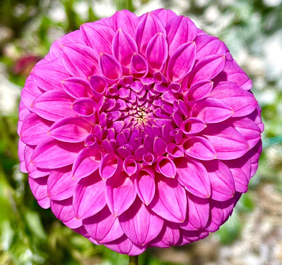 Devon Sequel – Southern Highlands Flower Farm