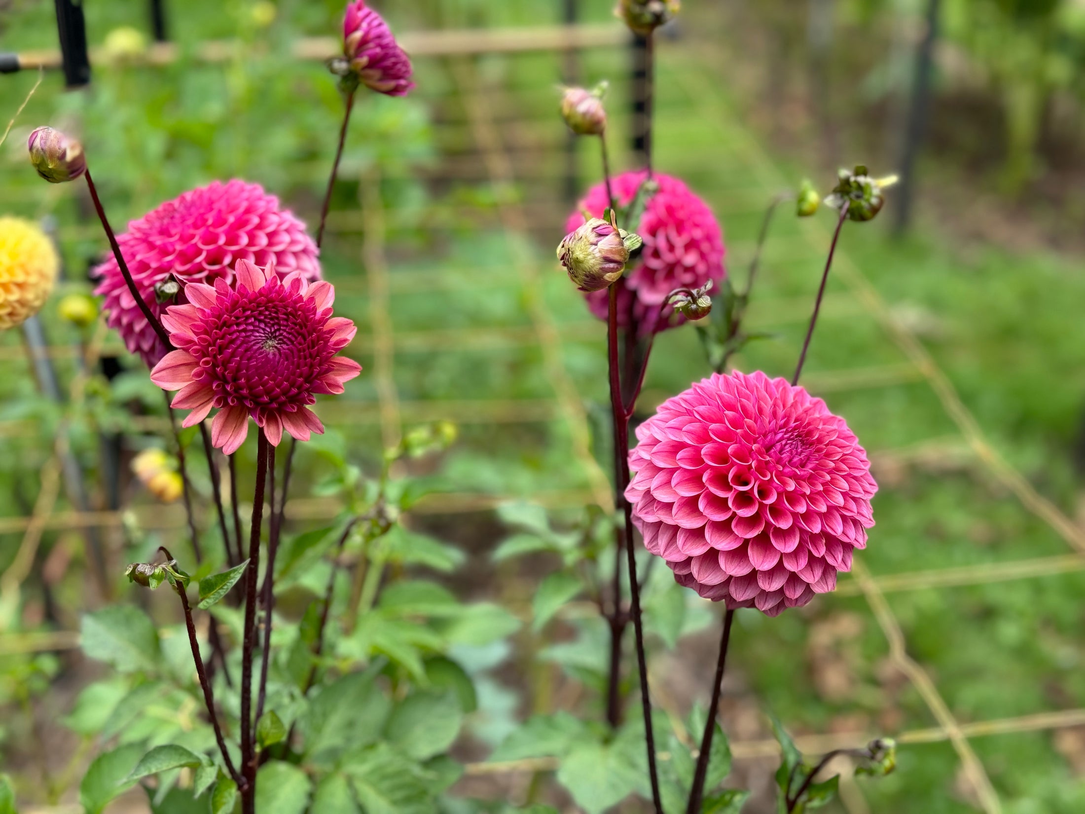 Ailsa Bailey – Southern Highlands Flower Farm