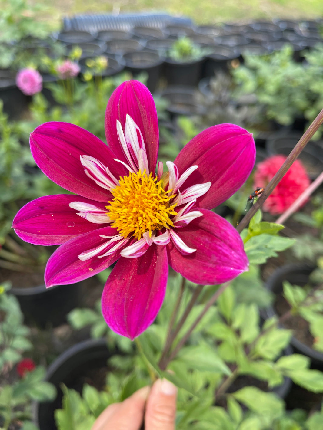Dahlias - Collarette – Southern Highlands Flower Farm