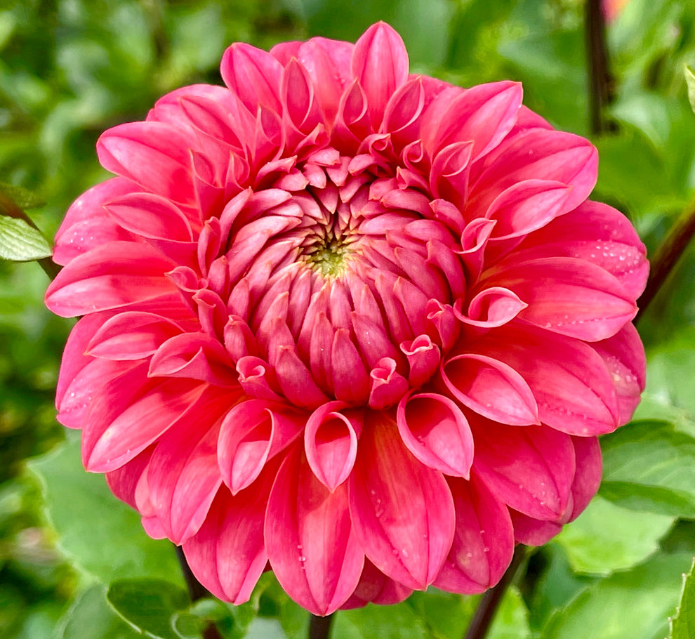 Coorabell Sylvia – Southern Highlands Flower Farm