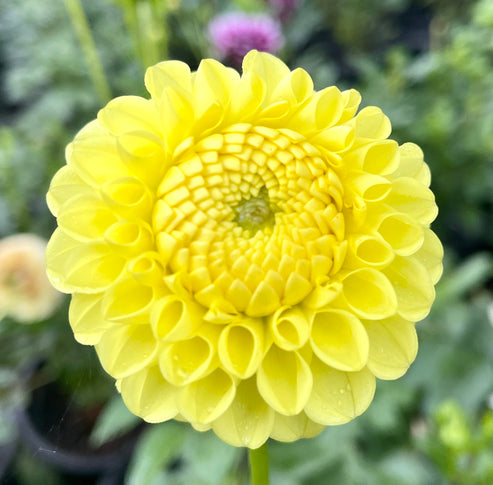 Ryecroft Wizard – Southern Highlands Flower Farm