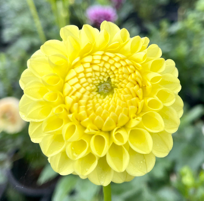 Ryecroft Wizard – Southern Highlands Flower Farm