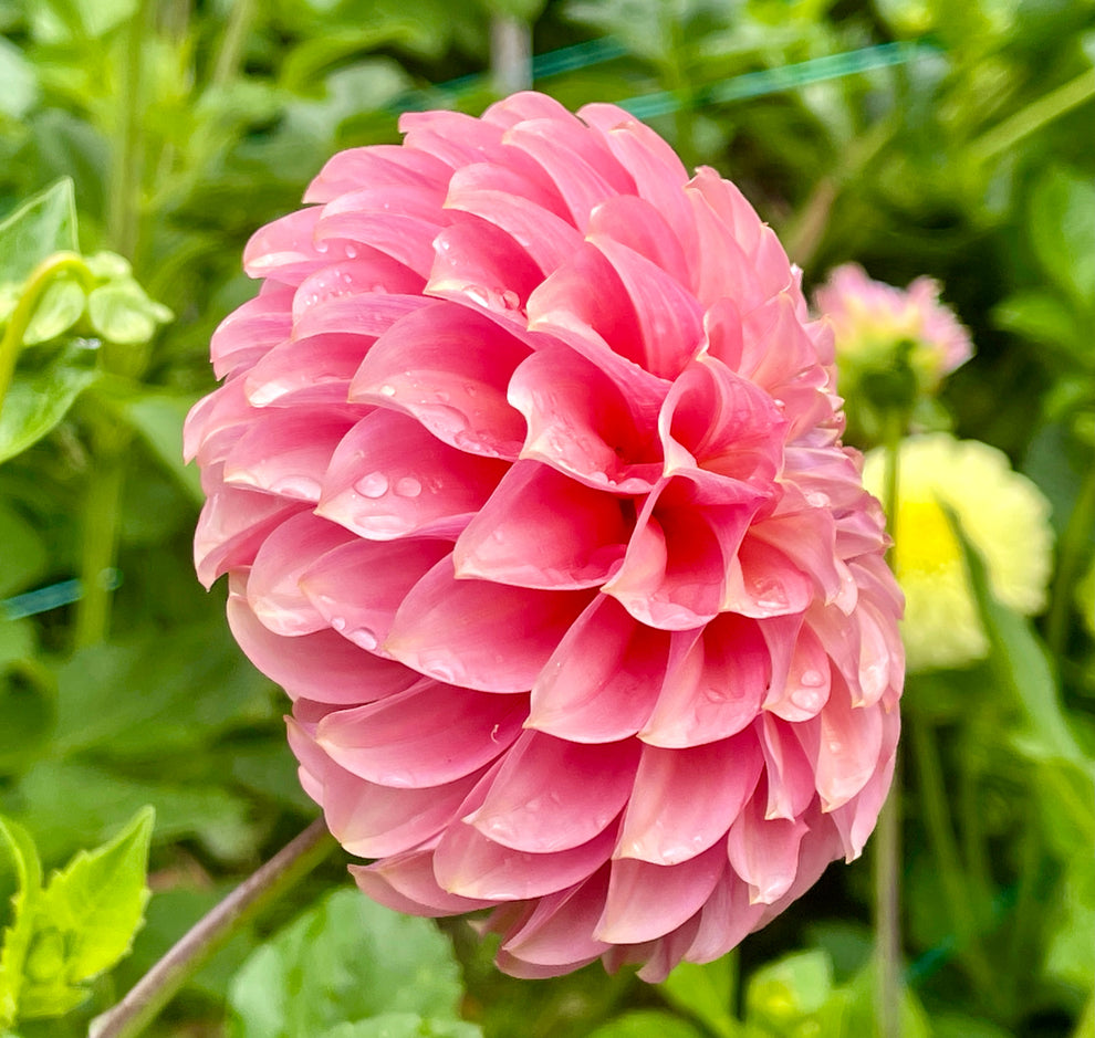 Coorabell Jessie – Southern Highlands Flower Farm