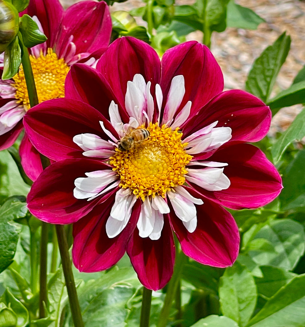 Darbro Marianne – Southern Highlands Flower Farm