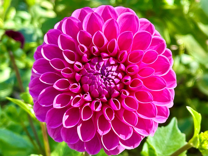 Mary's Jomanda – Southern Highlands Flower Farm